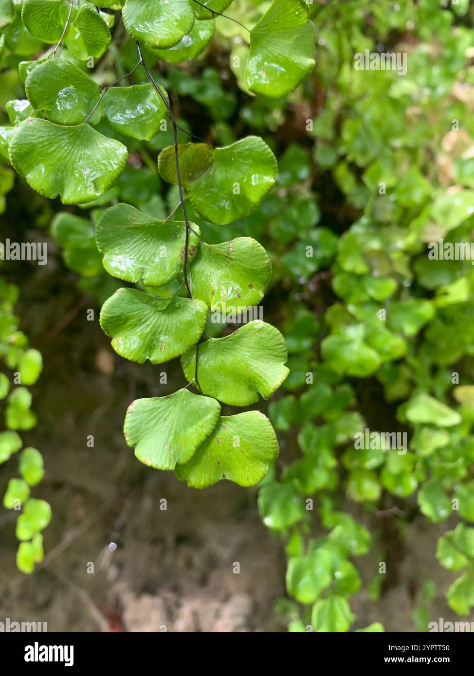California Maidenhair Fern (Adiantum jordanii Stock Photo - Alamy