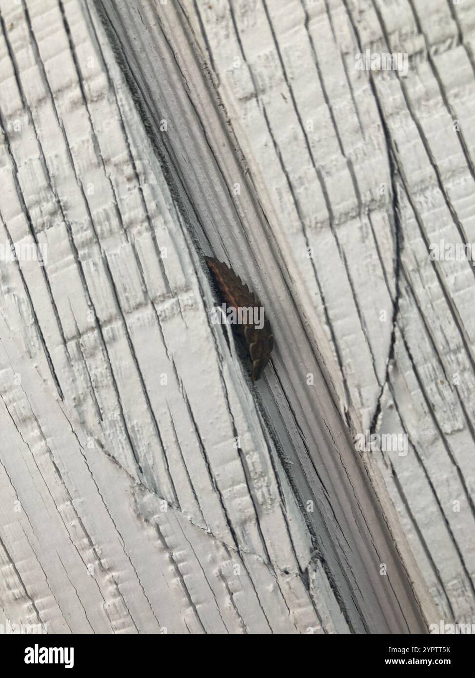 Winged and Once-winged Insects (Pterygota Stock Photo - Alamy