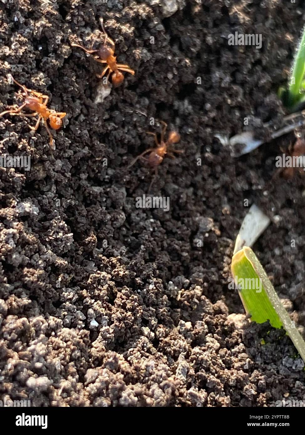 Northern Fungus-farming Ant (Trachymyrmex septentrionalis Stock Photo ...