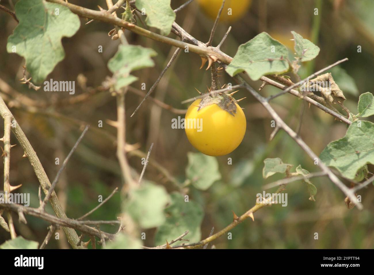 wild eggplant (Solanum insanum Stock Photo - Alamy