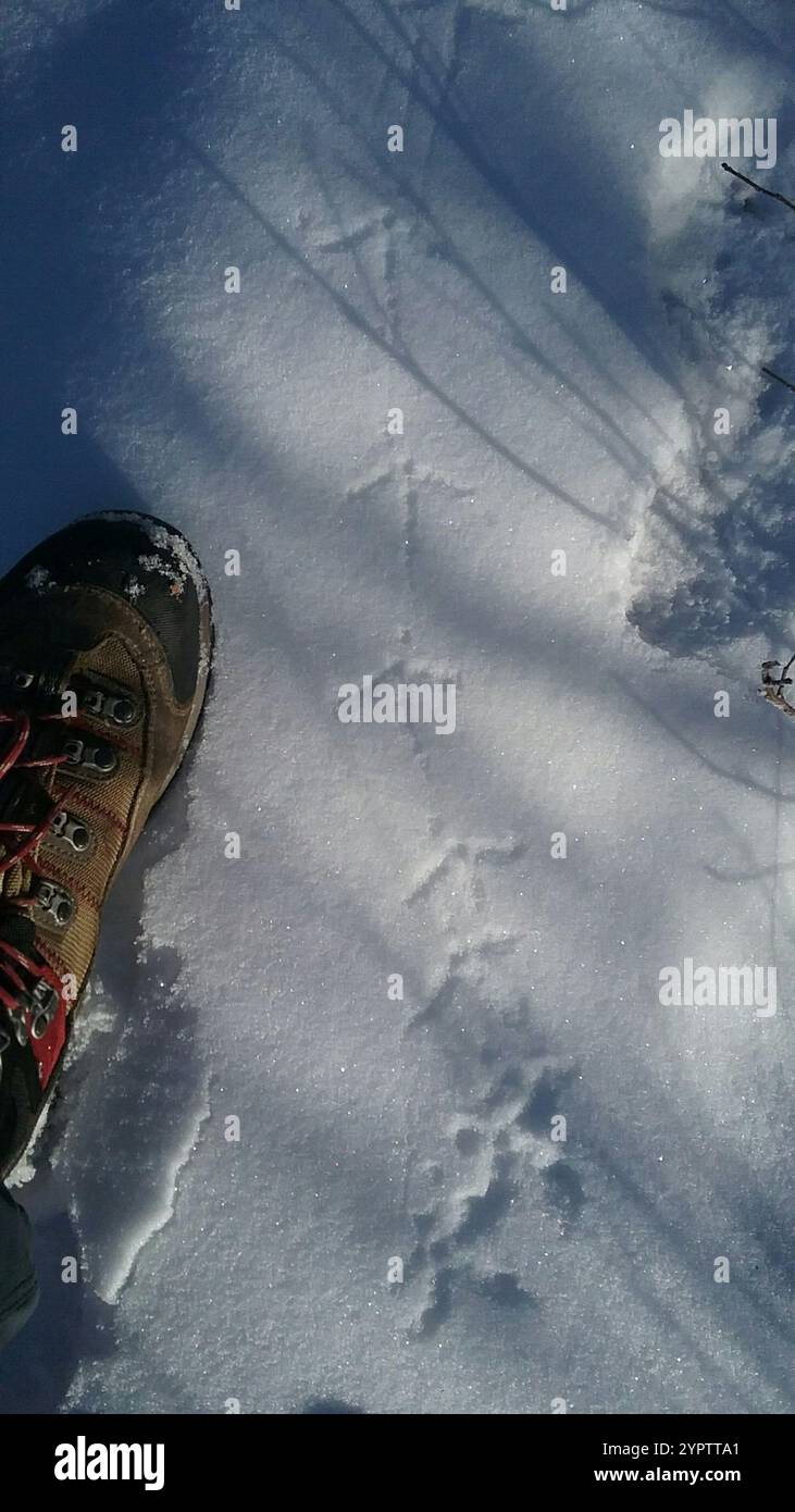 Ruffed Grouse (Bonasa umbellus Stock Photo - Alamy