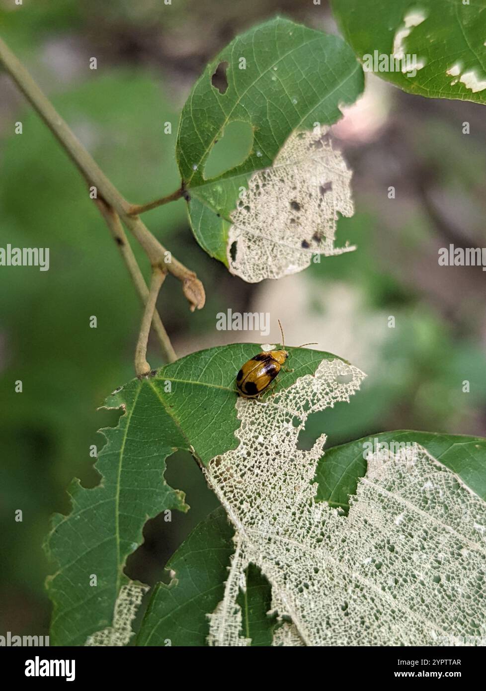 Skeletonizing Leaf and Flea Beetles (Galerucinae Stock Photo - Alamy