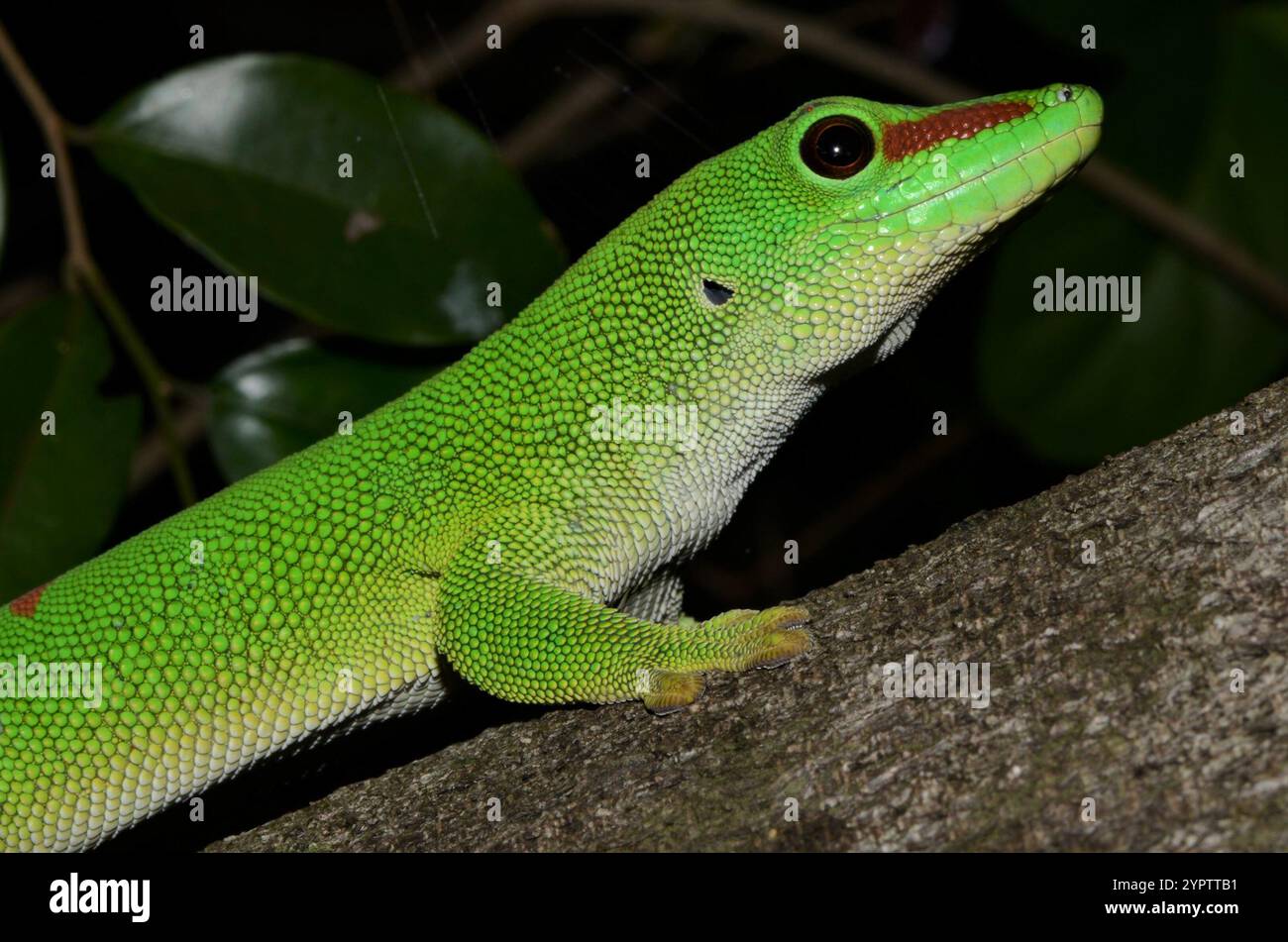 Madagascar Giant Day Gecko (Phelsuma grandis Stock Photo - Alamy