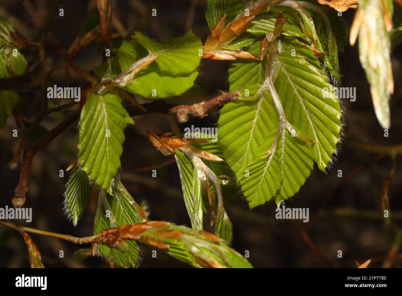 European Hornbeam (Carpinus betulus Stock Photo - Alamy
