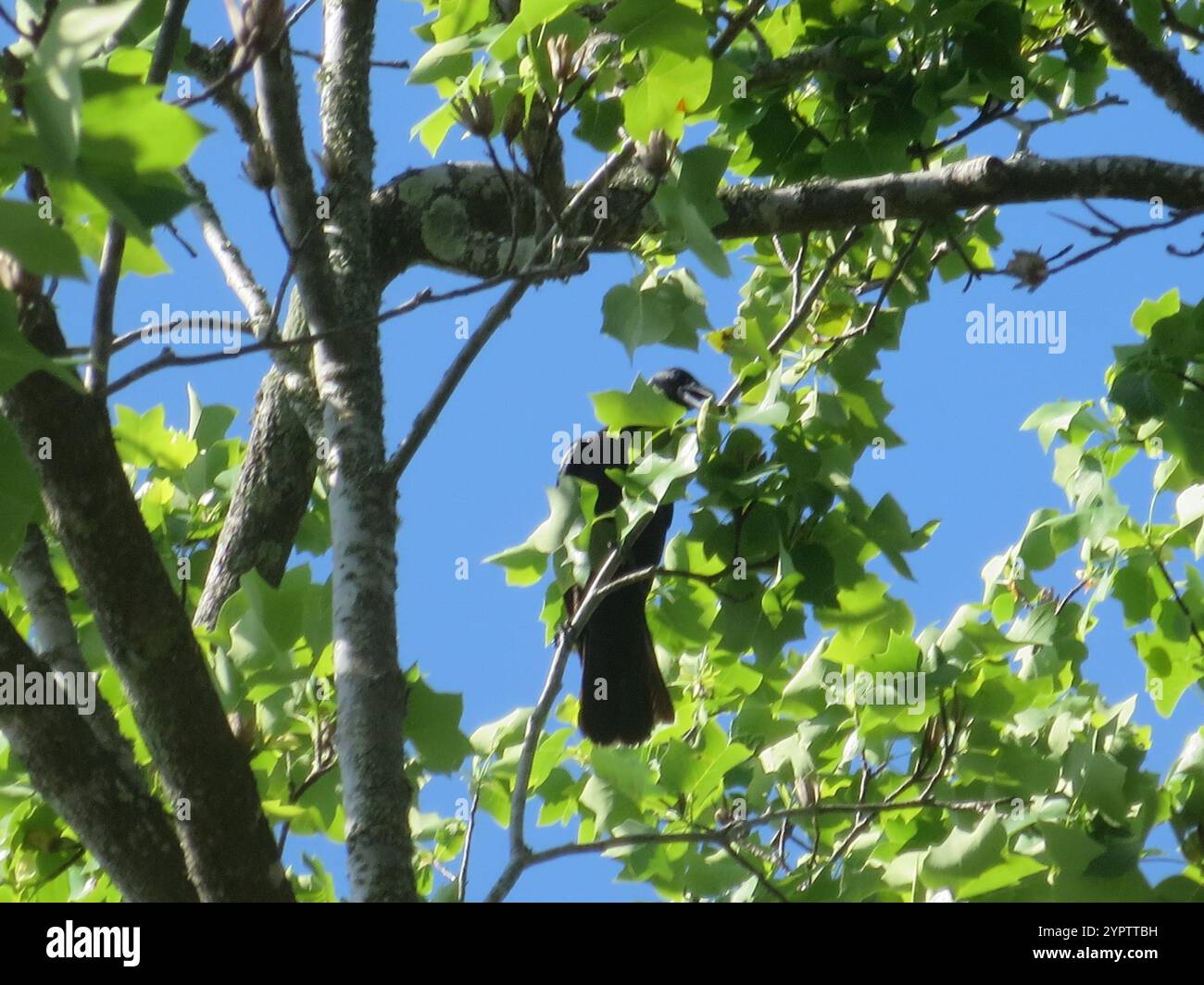 Fish Crow (Corvus ossifragus Stock Photo - Alamy