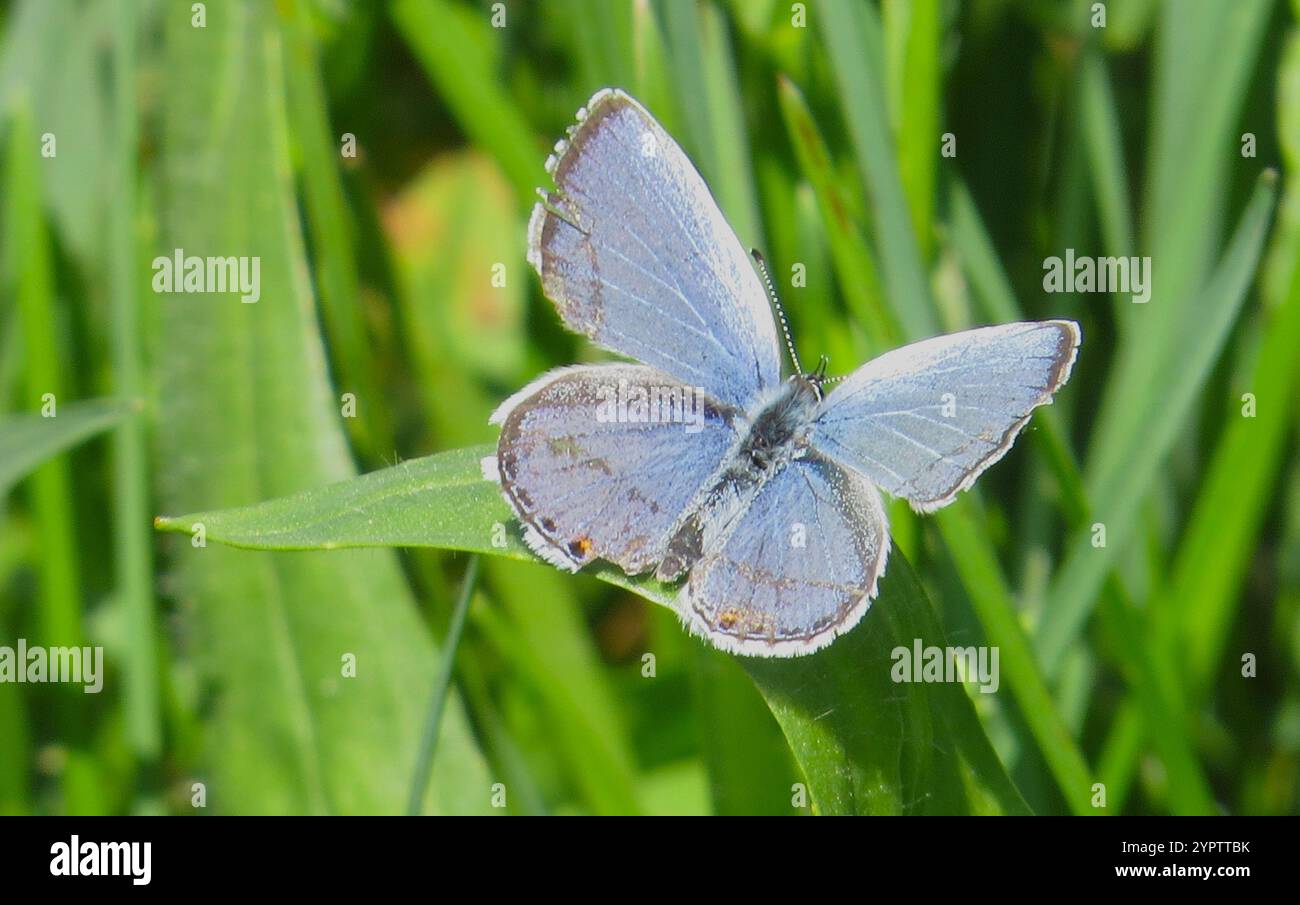 Eastern Tailed-Blue (Cupido comyntas Stock Photo - Alamy