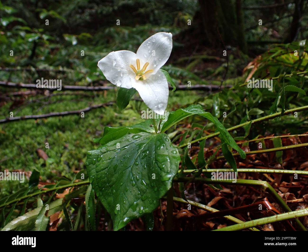 Pacific trillium (Trillium ovatum Stock Photo - Alamy