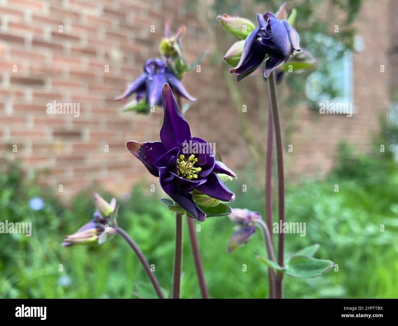 common columbine (Aquilegia vulgaris Stock Photo - Alamy