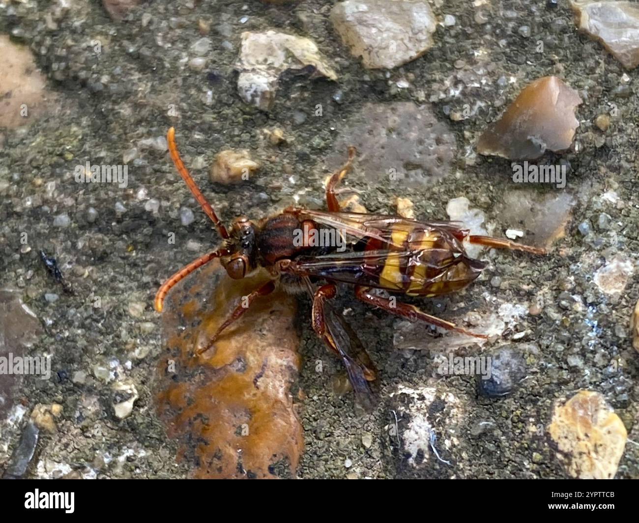 Nomad Bees (Nomada Stock Photo - Alamy