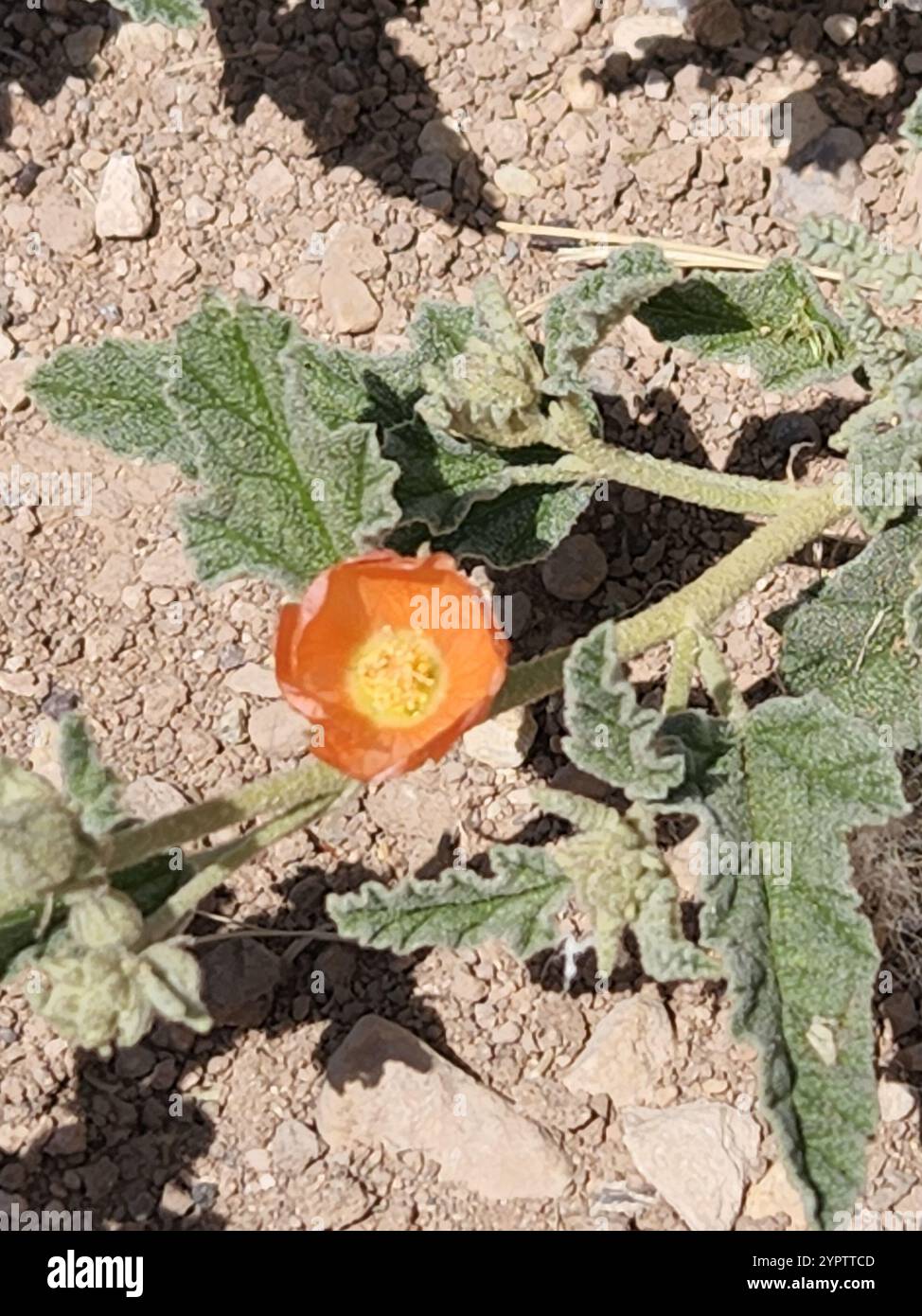 spear globemallow (Sphaeralcea hastulata Stock Photo - Alamy