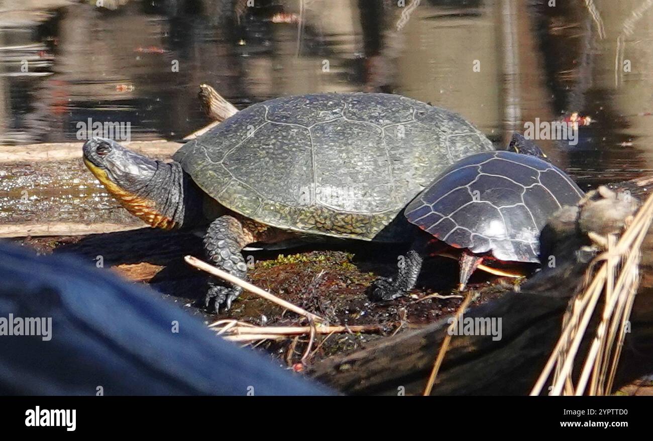 Blanding's Turtle (Emydoidea blandingii Stock Photo - Alamy