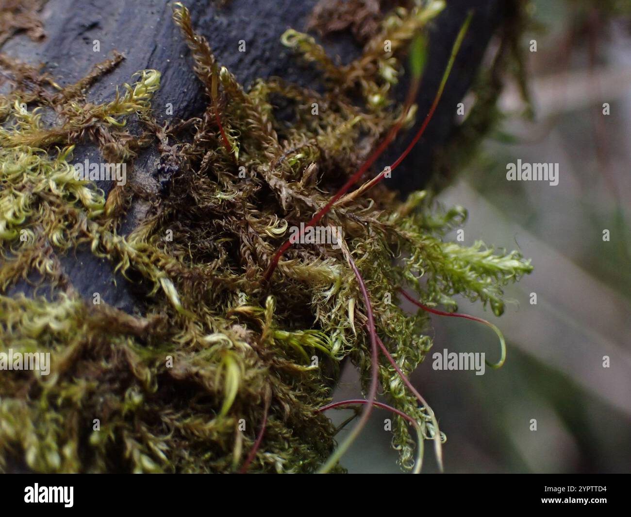 Sickle-leaved Hook-moss (Sanionia uncinata Stock Photo - Alamy