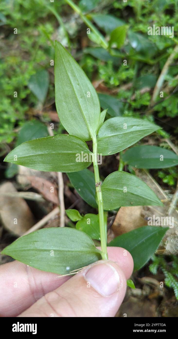 small-leaf spiderwort (Tradescantia fluminensis Stock Photo - Alamy