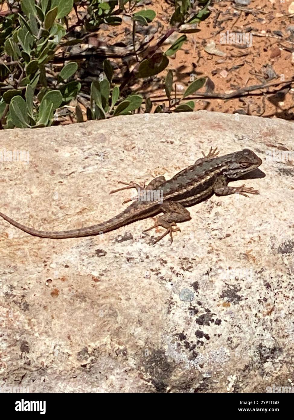 Plateau Fence Lizard (Sceloporus tristichus Stock Photo - Alamy