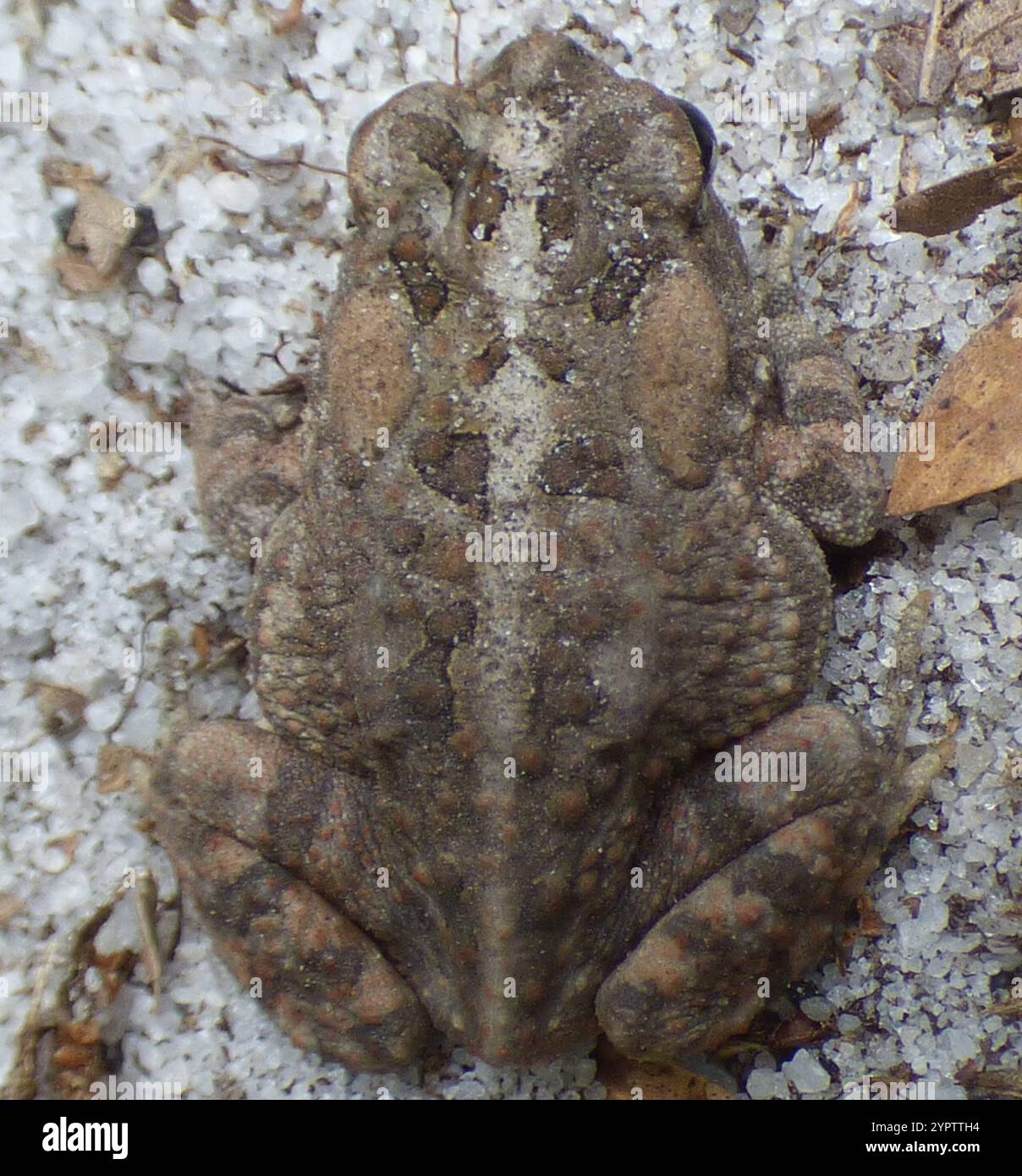 Southern Toad (Anaxyrus terrestris Stock Photo - Alamy