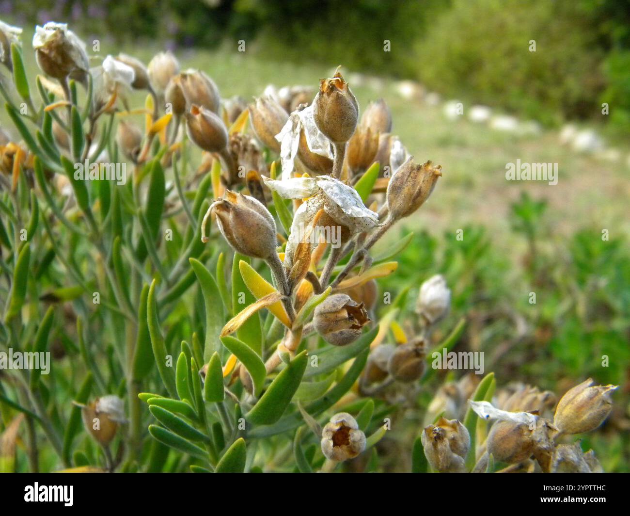 Sea rose orphium frutescens hi-res stock photography and images - Alamy