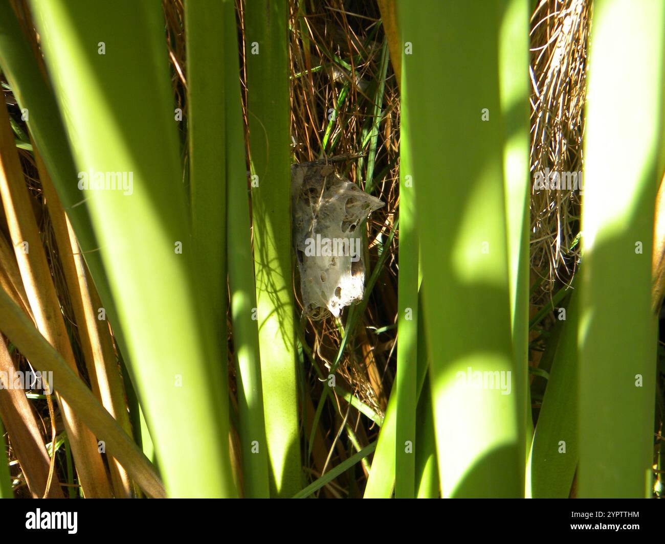 Rain Spiders (Palystes Stock Photo - Alamy
