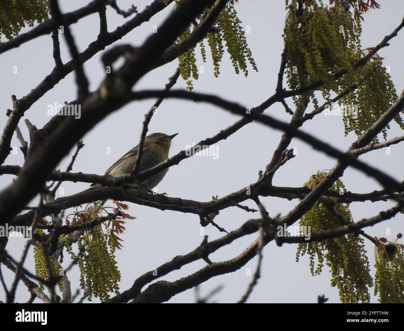 New World Warblers (Parulidae Stock Photo - Alamy