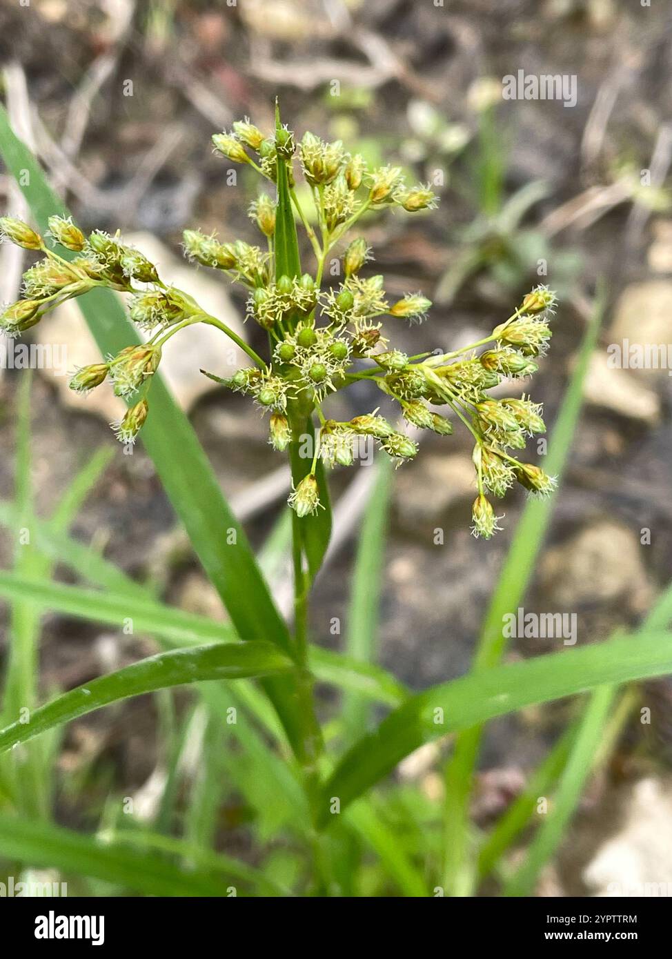 nodding bulrush (Scirpus pendulus Stock Photo - Alamy