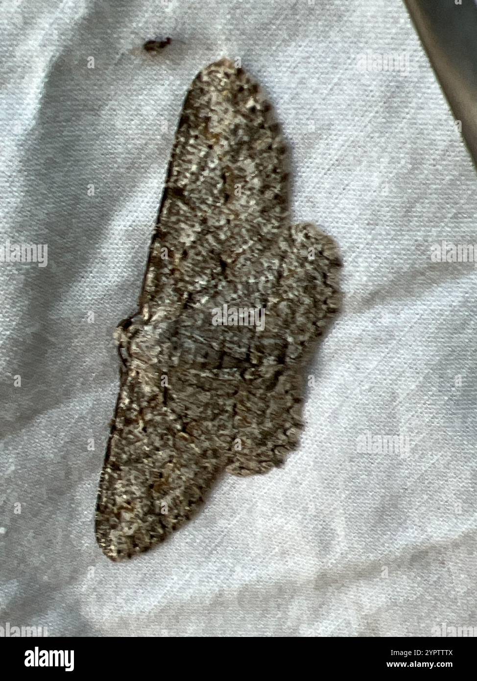 Geometer Moths (Geometridae Stock Photo - Alamy
