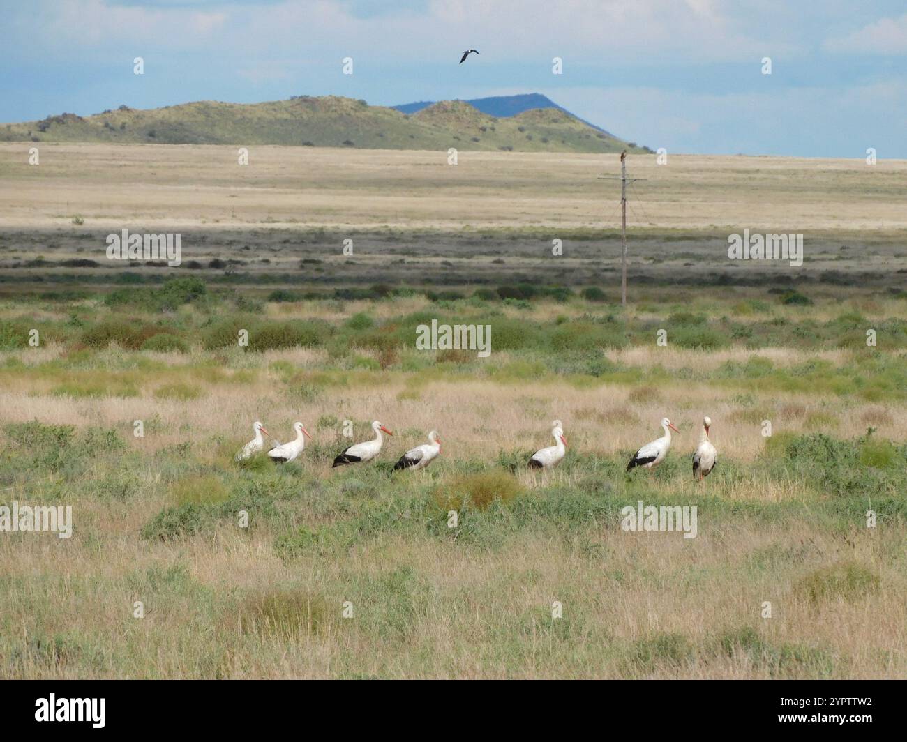European White Stork (Ciconia ciconia ciconia Stock Photo - Alamy