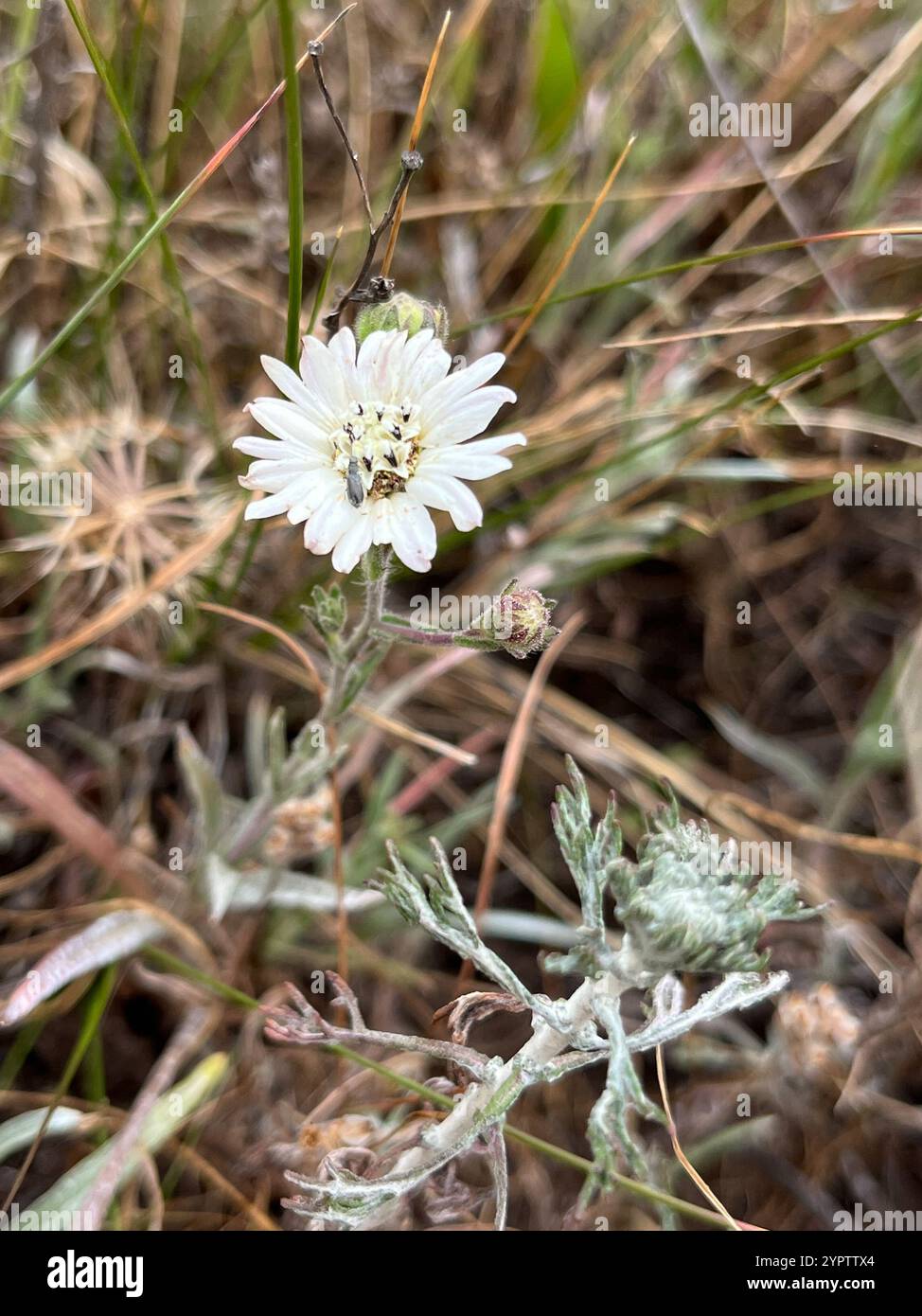 Woodrush tarweed (Hemizonia congesta luzulifolia Stock Photo - Alamy