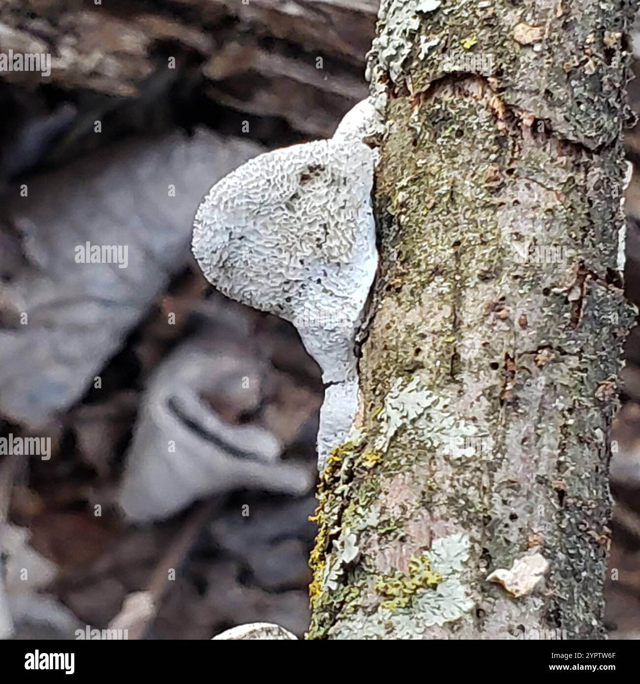 little nest polypore (Trametes conchifer Stock Photo - Alamy