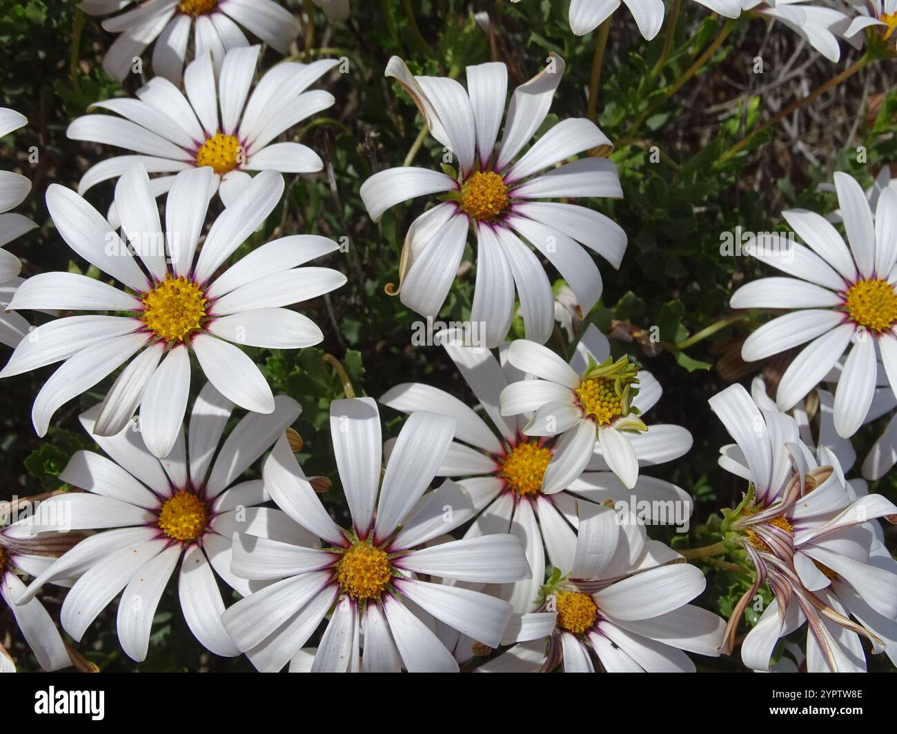 Sticky Rain Daisy (Dimorphotheca cuneata Stock Photo - Alamy