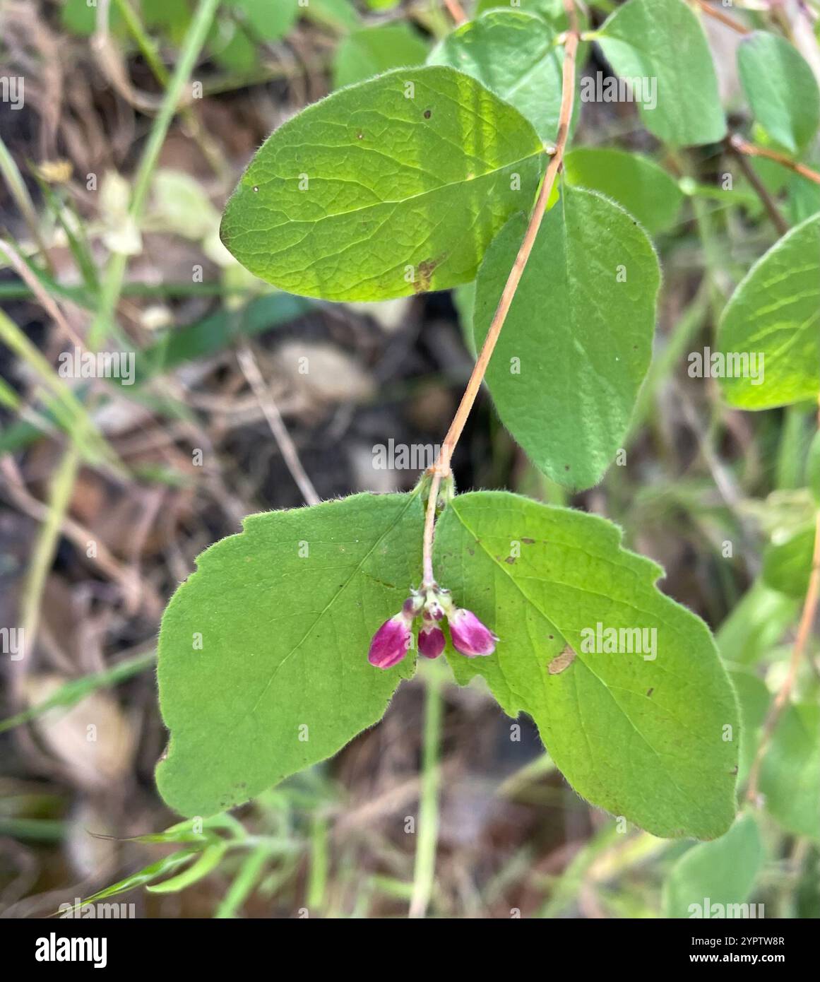 creeping snowberry (Symphoricarpos mollis Stock Photo - Alamy