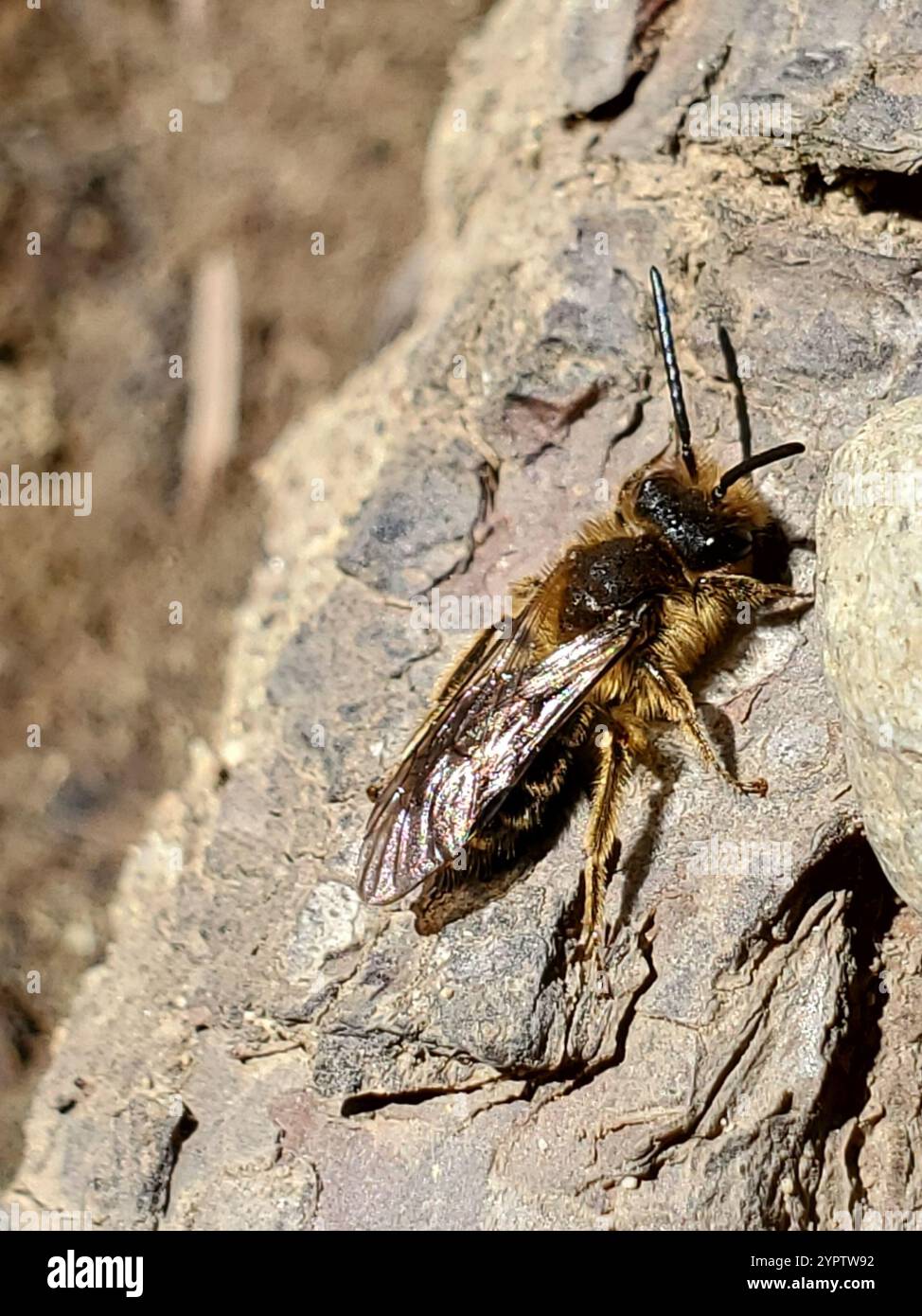 Mining Bees (Andrena Stock Photo - Alamy