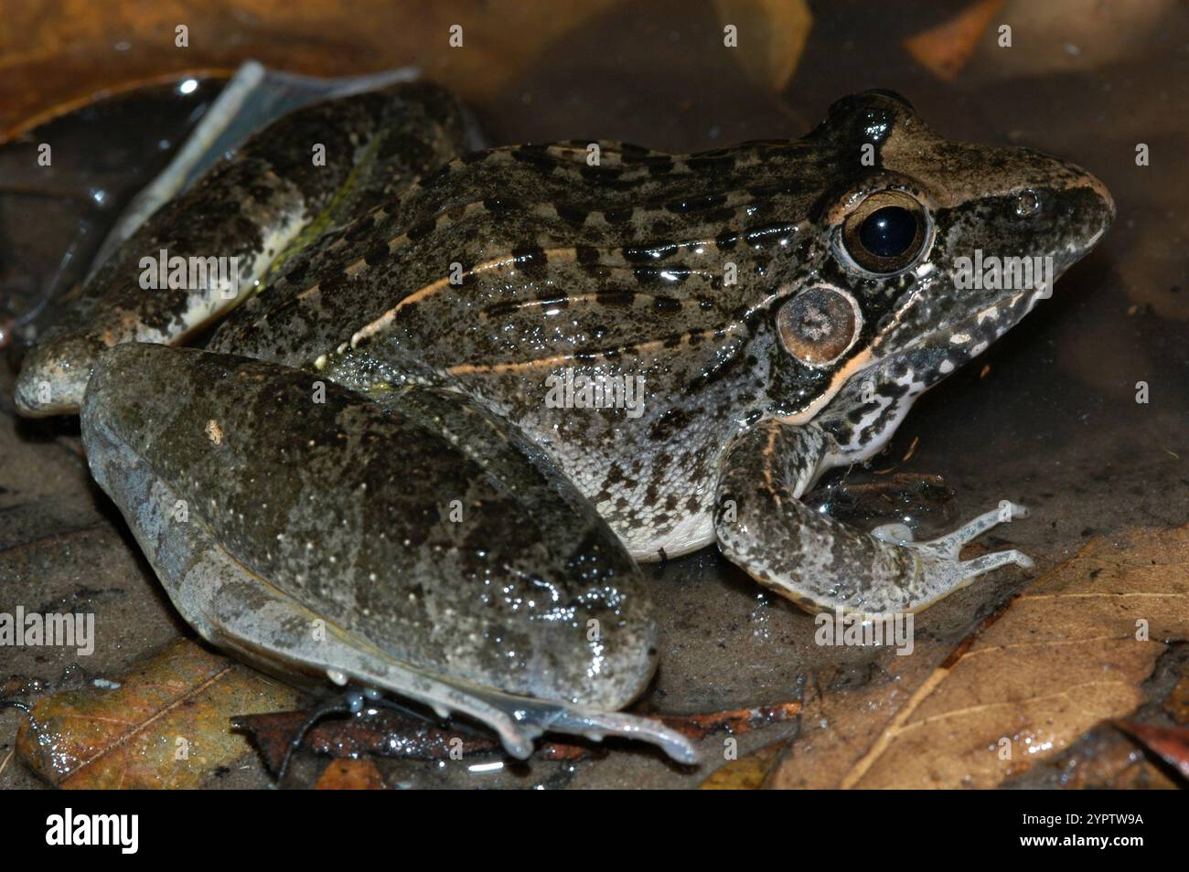 Sharp-nosed ridged frog (Ptychadena oxyrhynchus Stock Photo - Alamy