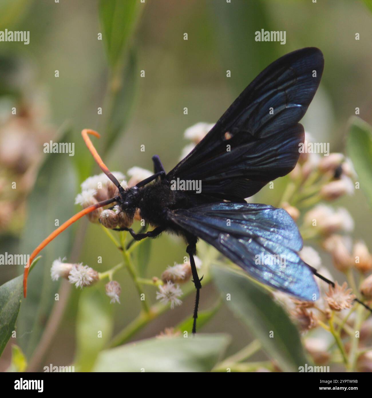 Tarantula-hawk Wasps and Allies (Pepsini Stock Photo - Alamy