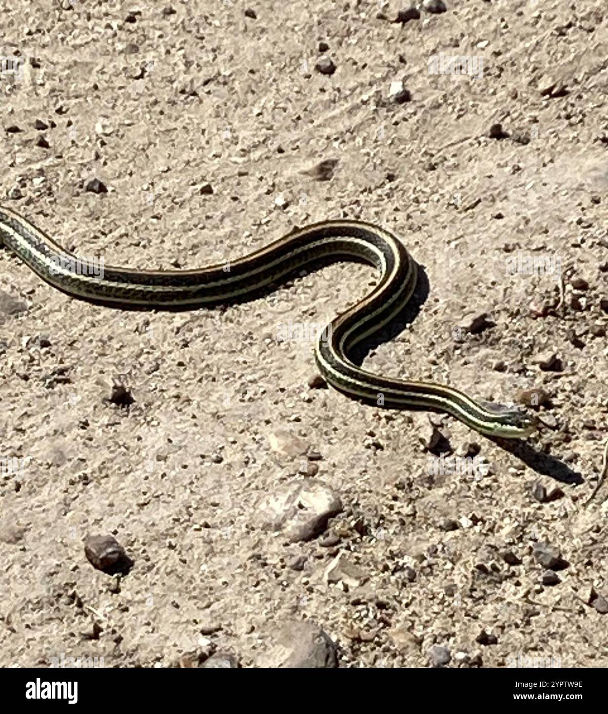 Western Ribbon Snake (Thamnophis proximus Stock Photo - Alamy