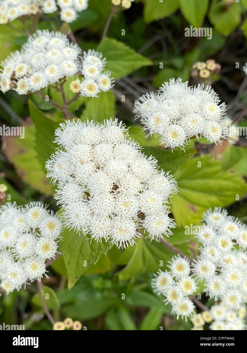Crofton Weed (Ageratina adenophora Stock Photo - Alamy