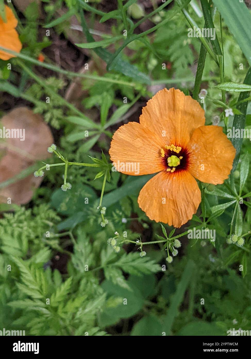 wind poppy (Papaver heterophyllum Stock Photo - Alamy