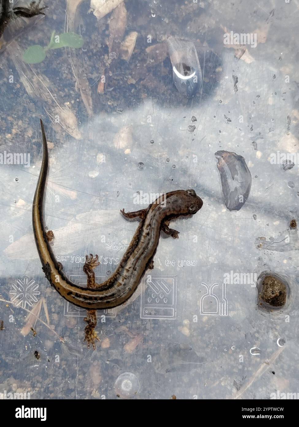 Northern Two-lined Salamander (Eurycea bislineata Stock Photo - Alamy