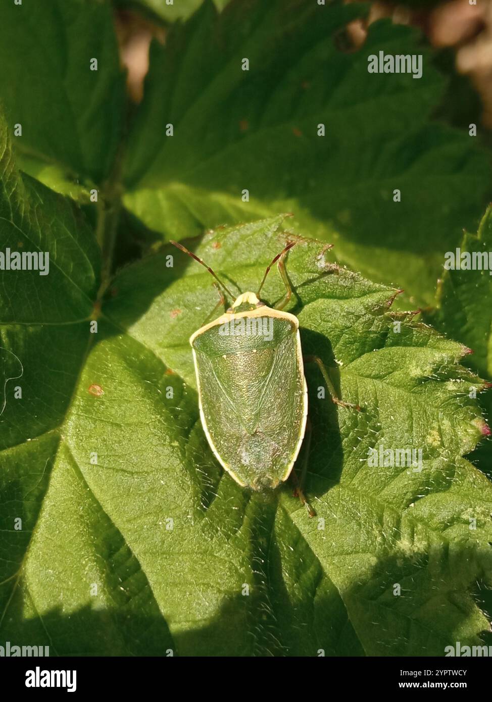 Southern Green Stink Bug (Nezara viridula Stock Photo - Alamy