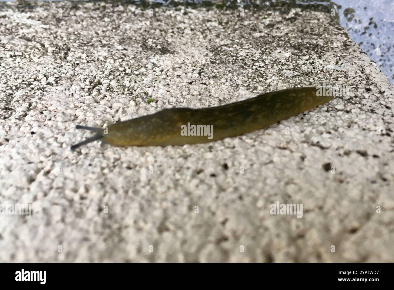 Cellar Slugs (Limacus Stock Photo - Alamy
