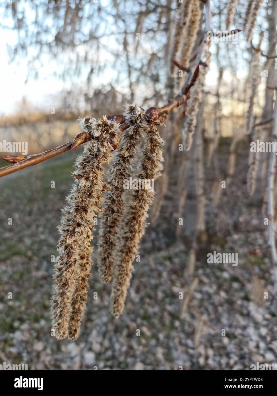 European aspen (Populus tremula Stock Photo - Alamy