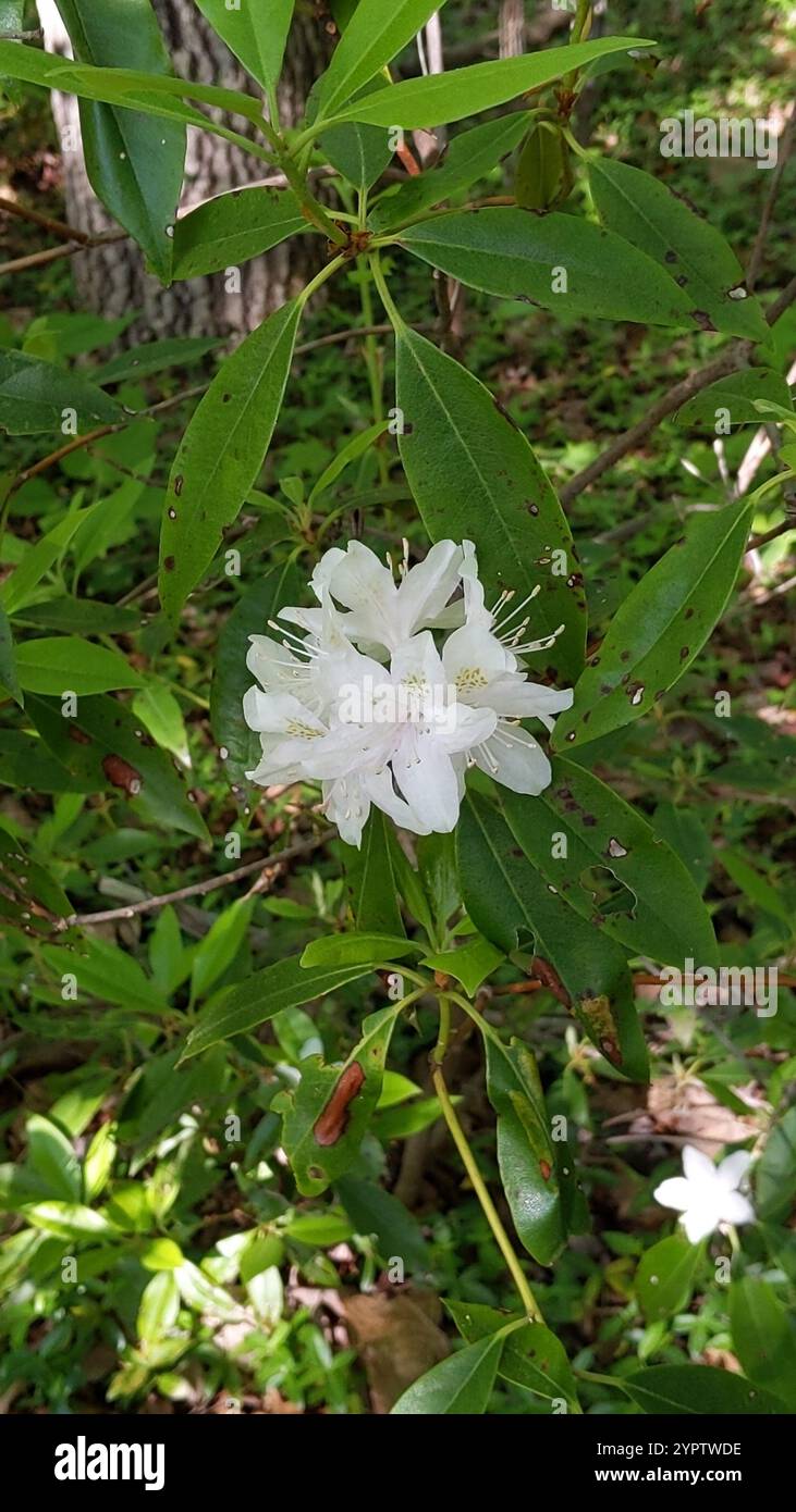 rhododendrons and azaleas (Rhododendron Stock Photo - Alamy