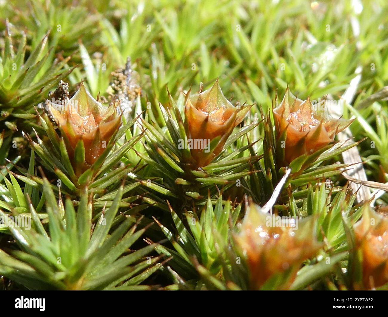 juniper haircap moss (Polytrichum juniperinum Stock Photo - Alamy