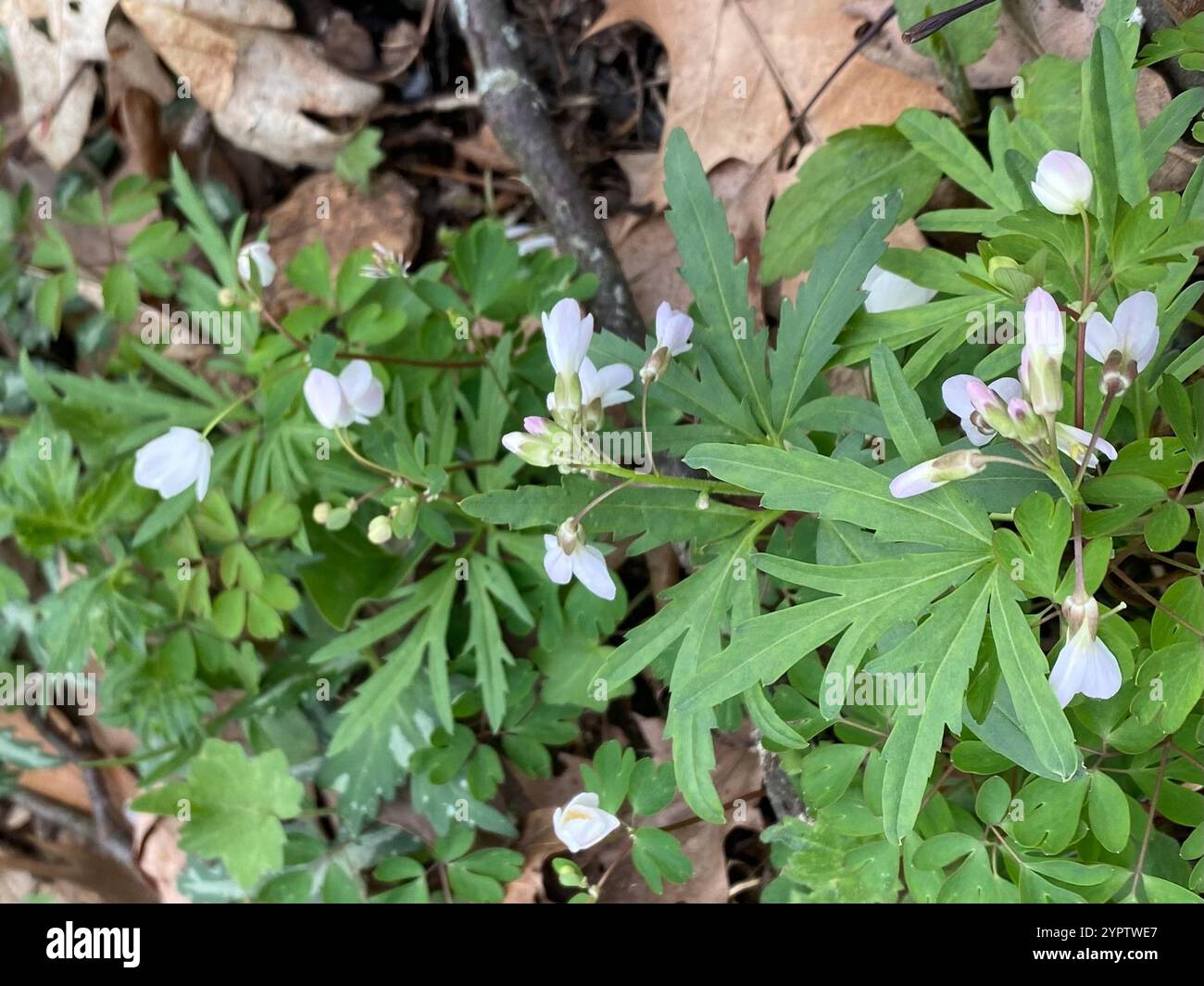 cut-leaved toothwort (Cardamine concatenata Stock Photo - Alamy