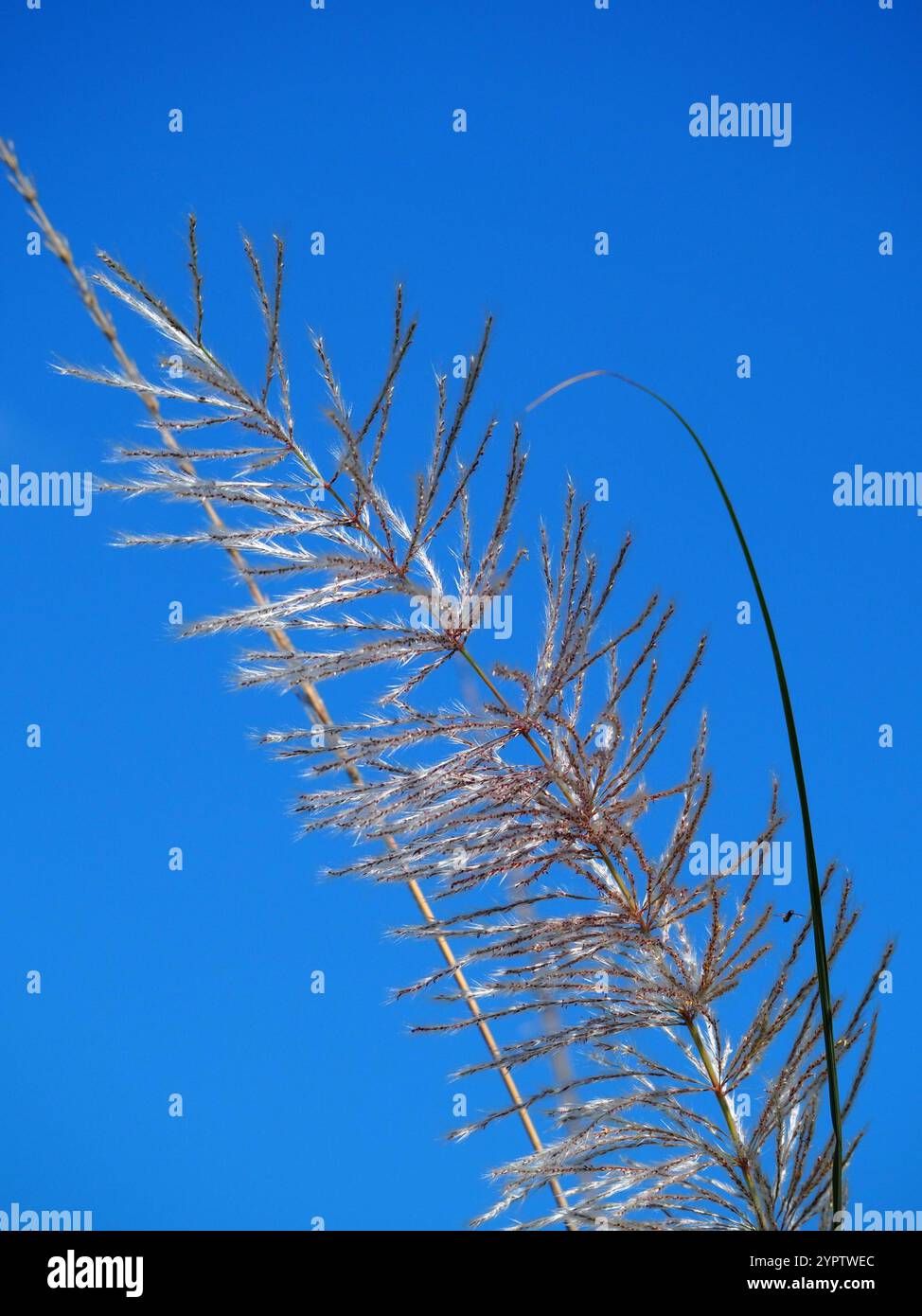 Wild Cane (Saccharum spontaneum Stock Photo - Alamy