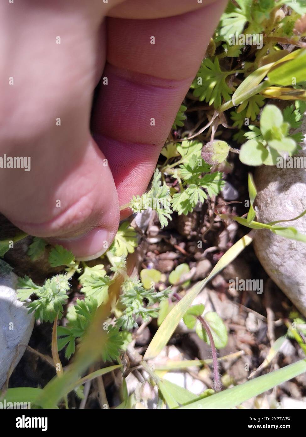 Field Parsley Piert (Alchemilla arvensis Stock Photo - Alamy