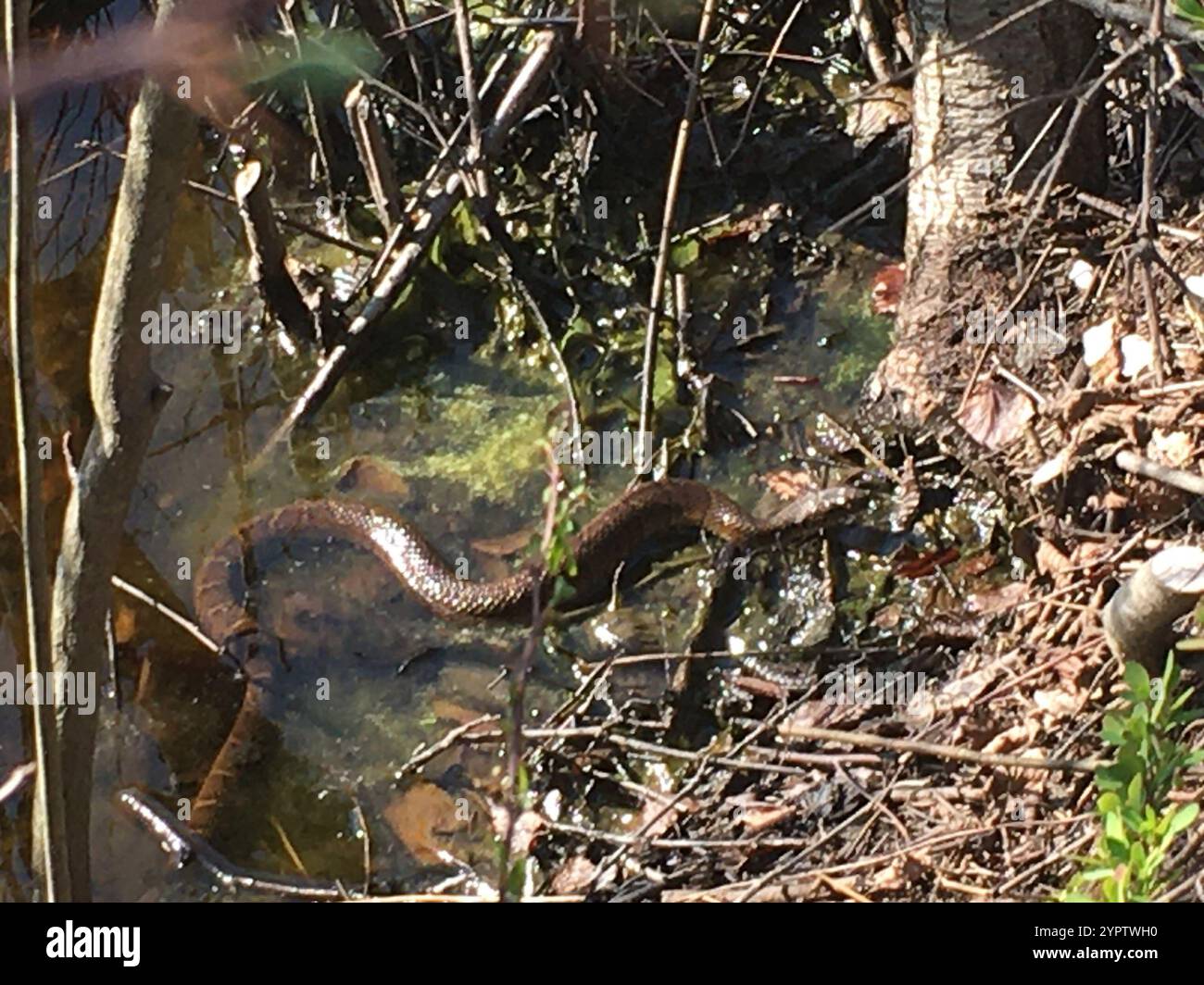 Common Watersnake (Nerodia sipedon Stock Photo - Alamy