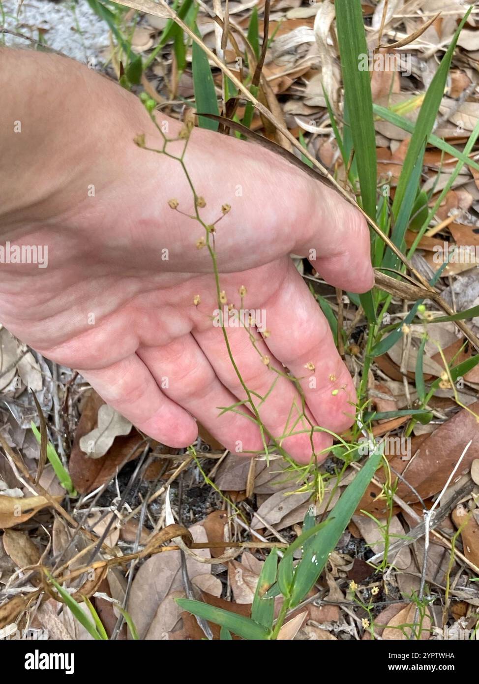 Florida toadflax (Nuttallanthus floridanus Stock Photo - Alamy
