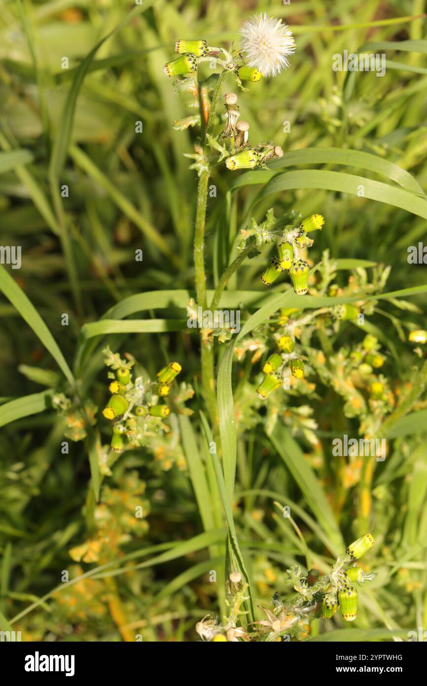 common groundsel (Senecio vulgaris Stock Photo - Alamy