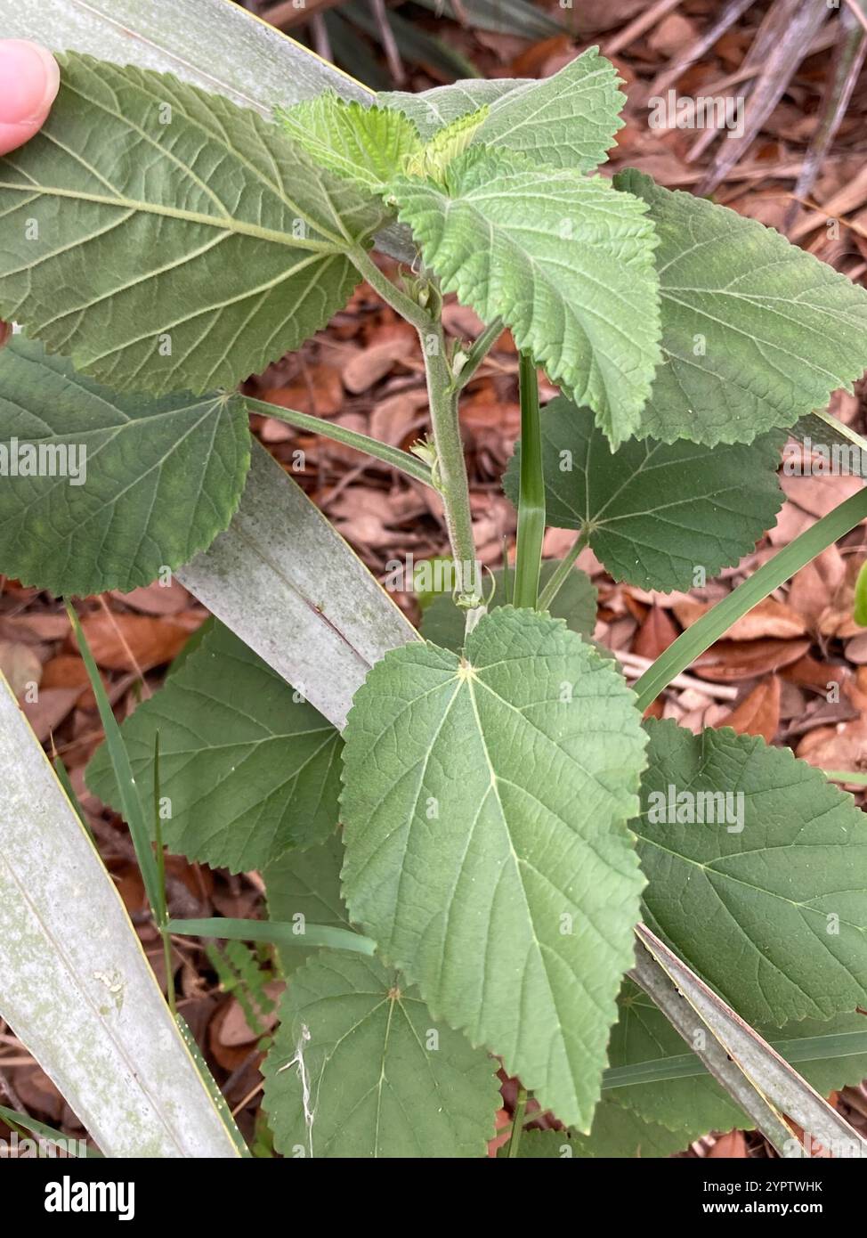 Flannel weed hi-res stock photography and images - Alamy