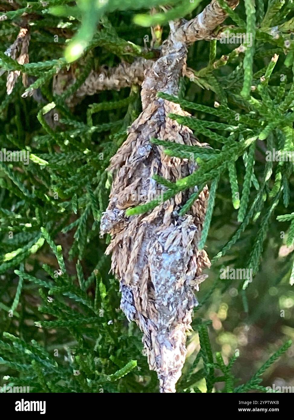 Bagworms, Clothes Moths, and Allies (Tineoidea Stock Photo - Alamy