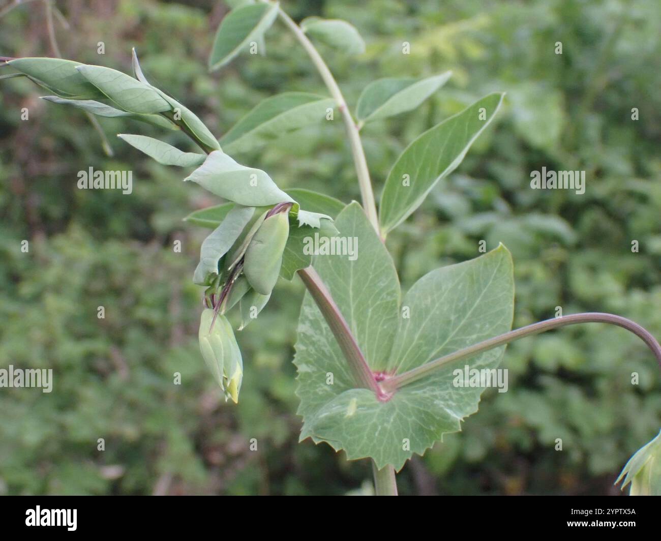 Common Pea (Pisum sativum Stock Photo - Alamy